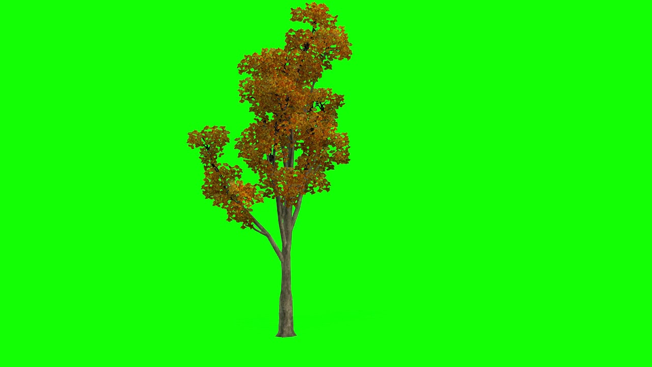 green screen tree white beam fall tree - YouTube