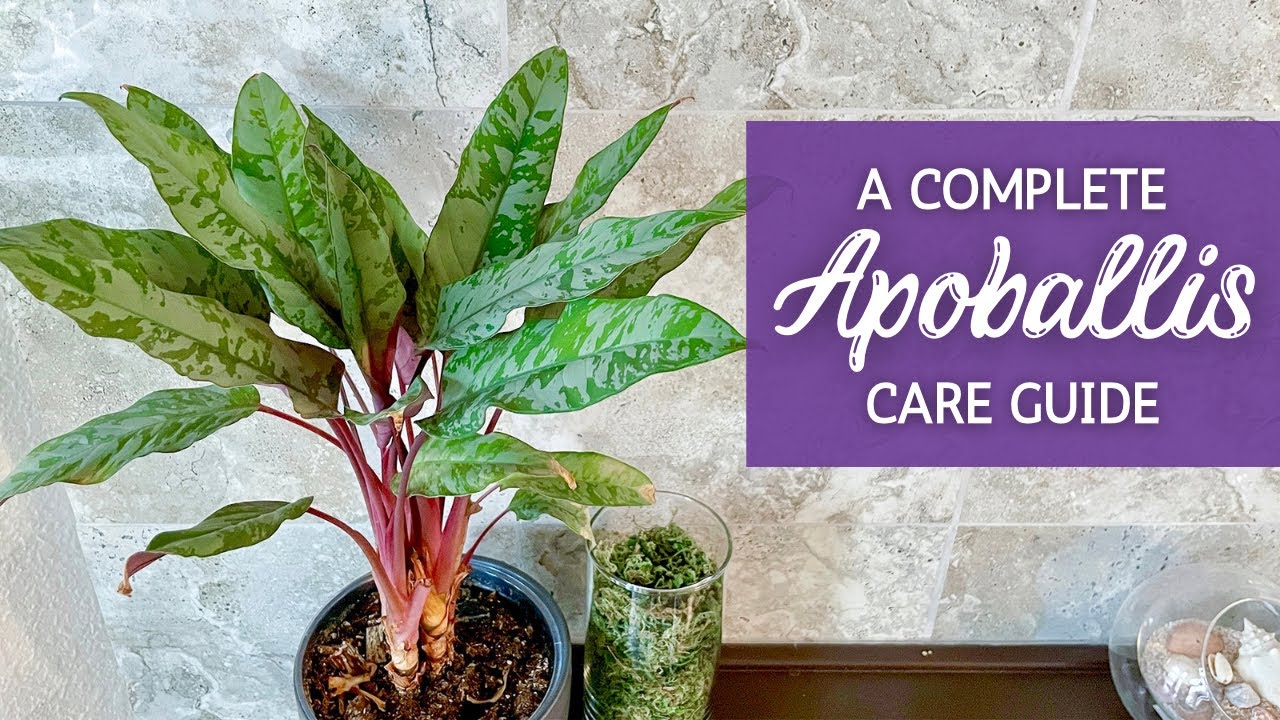 Unlock the Secrets to Apoballis Purple Sword Care | A Complete ...