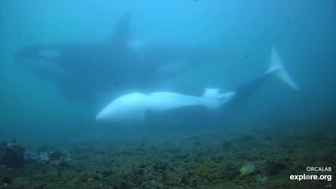OrcaLab LiveCam Highlights - September 16, 2024 - YouTube