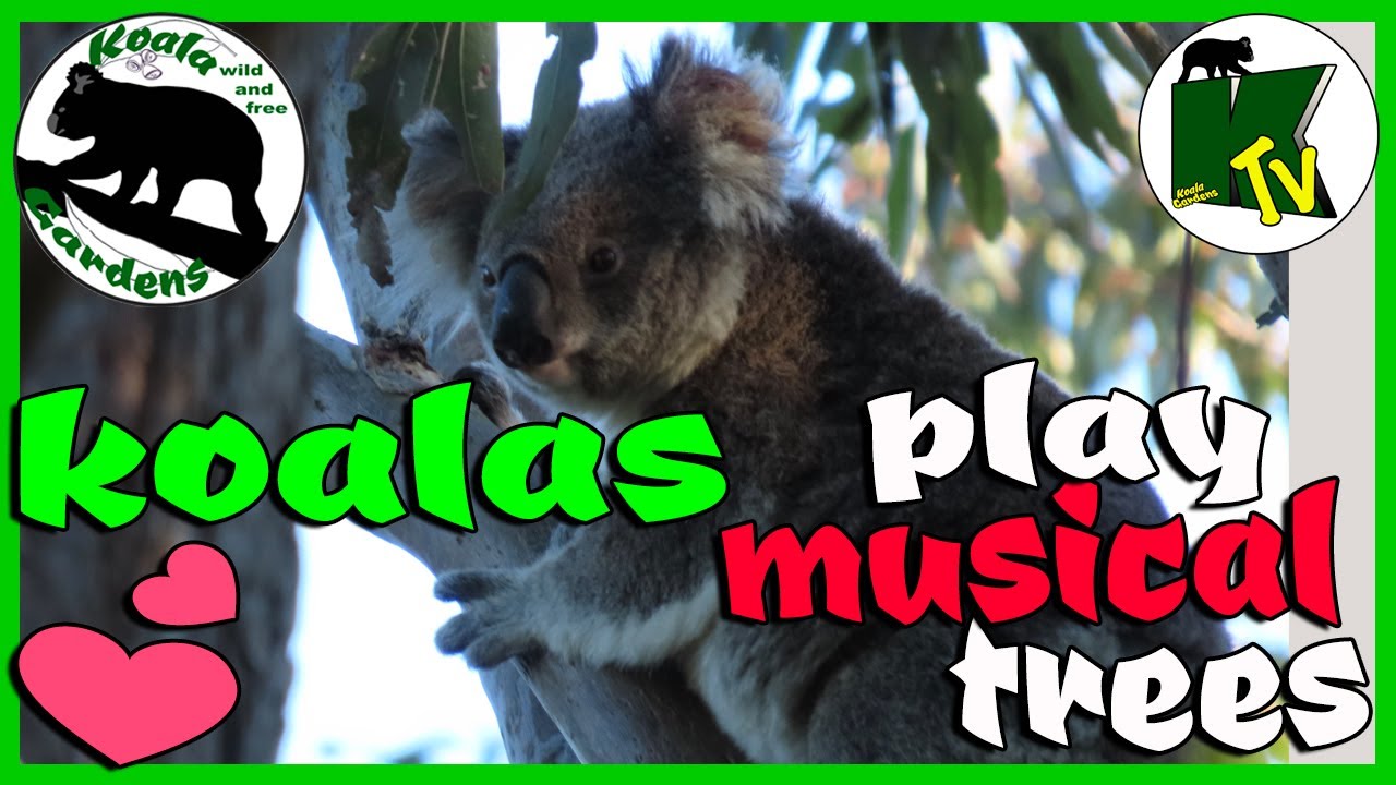 Koalas play Musical trees - what fun and games! 🌳🐨🌳 - YouTube