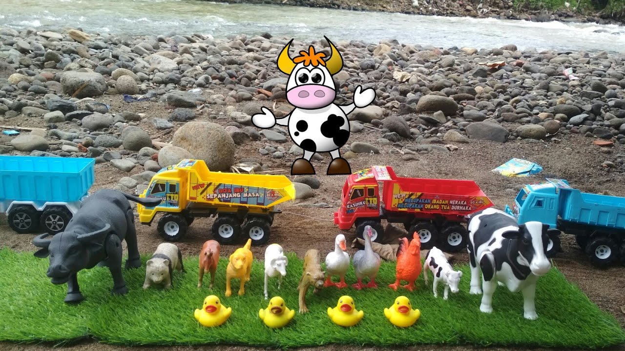 TRUK OLENG ANGKUT SAPI SAPI LUCU,SAPI MOO,KERBAU,AYAM,KAMBING,BEBEK ...