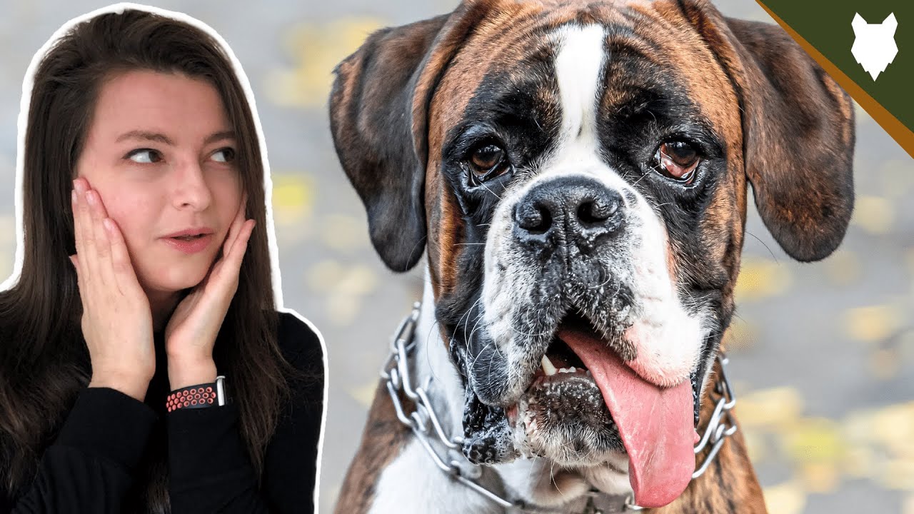 Are Boxers Aggressive