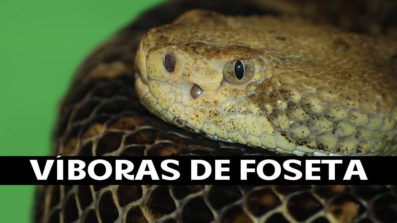 2 minutos sobre las víboras de foseta | epistemia - YouTube
