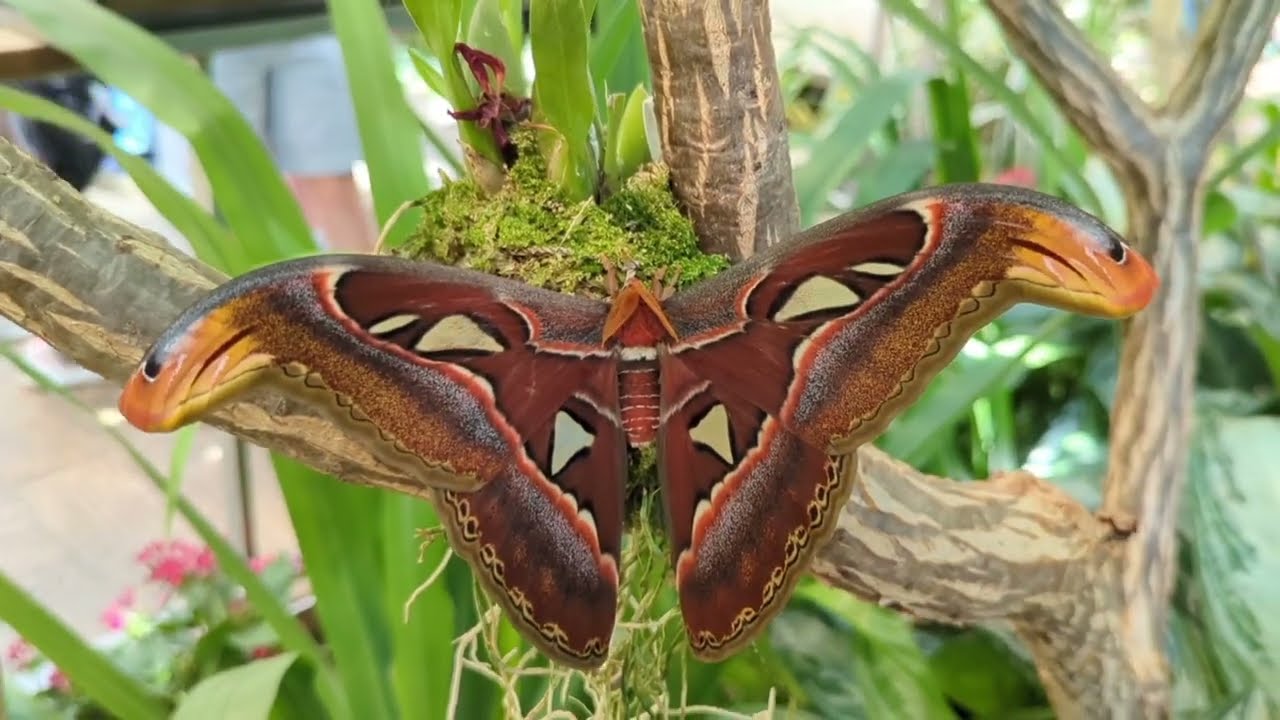 Hershey Gardens Butterfly Observatory @HERSHEY'S - YouTube
