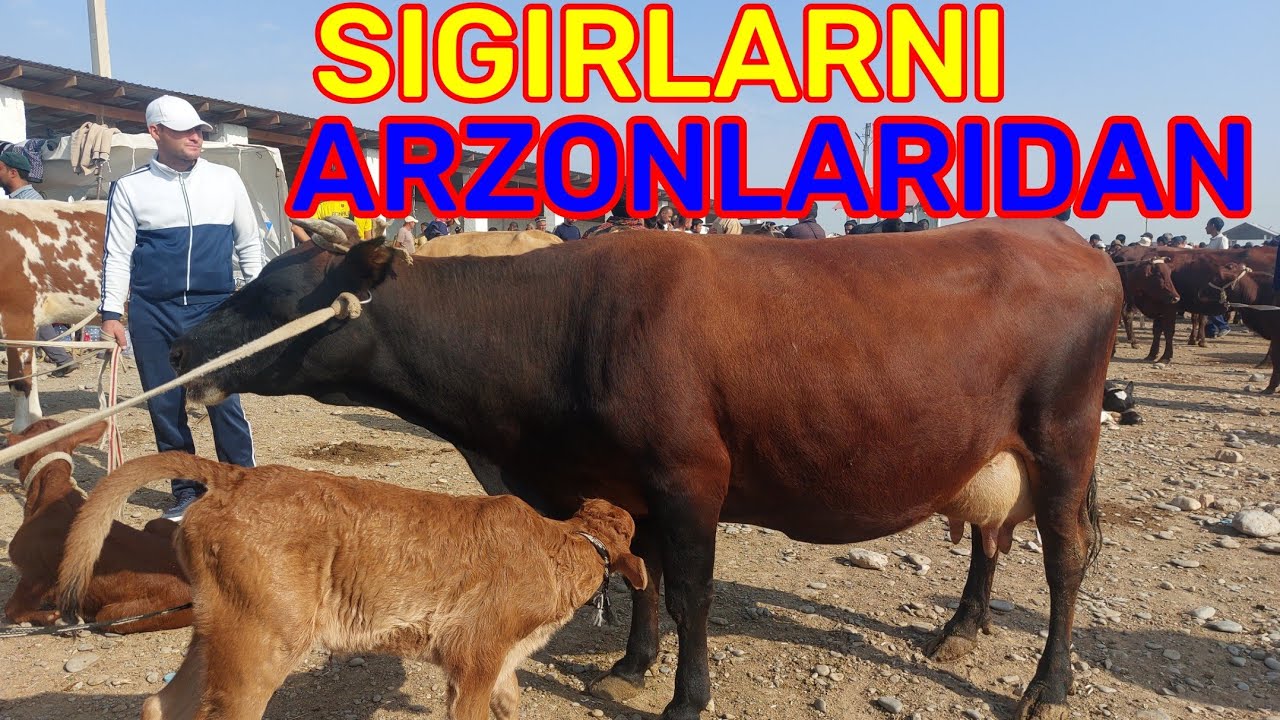 SOG'IM SIGIR NARXLARI QARSHI KARVON MOL BOZORIDA - YouTube