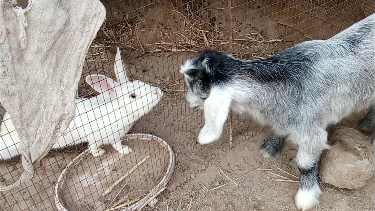 quyonchalar | куенлар - YouTube