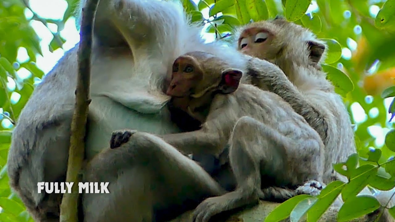 Bald baby monkey Jinx enjoy fully milk today, Thanks Jade for well ...