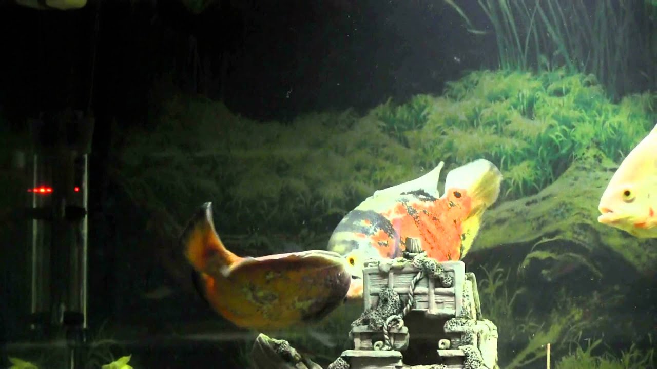 Oscar Fish Training