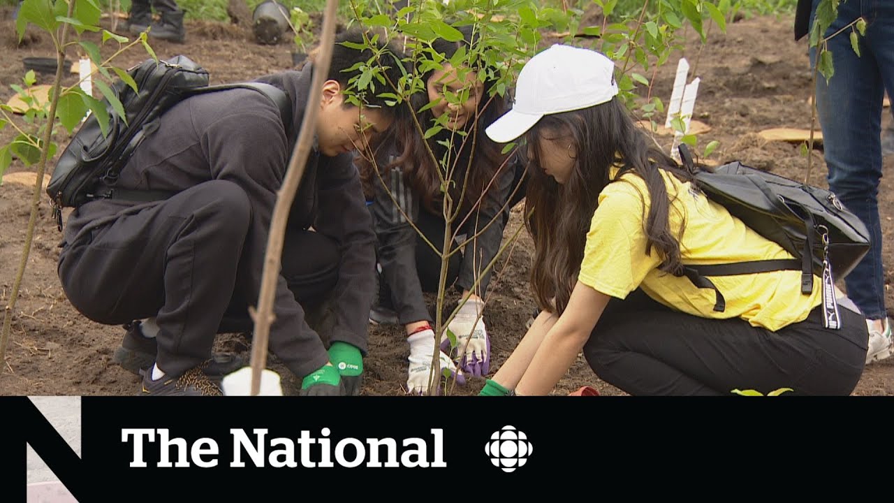 Restoring biodiversity in cities one tree at a time - YouTube