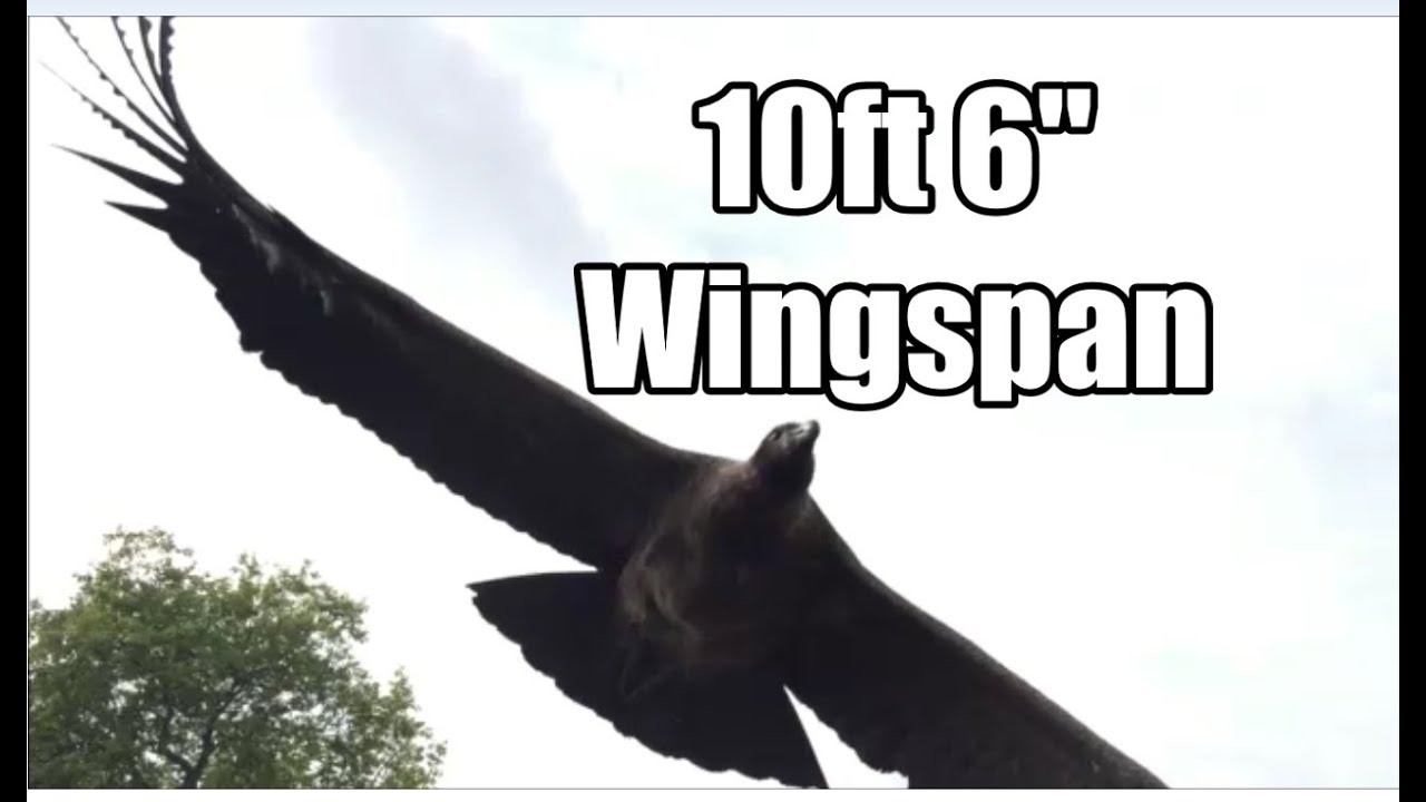 Condor Largest Wingspan Awe Inspiring Andean Condors: Giants Of The