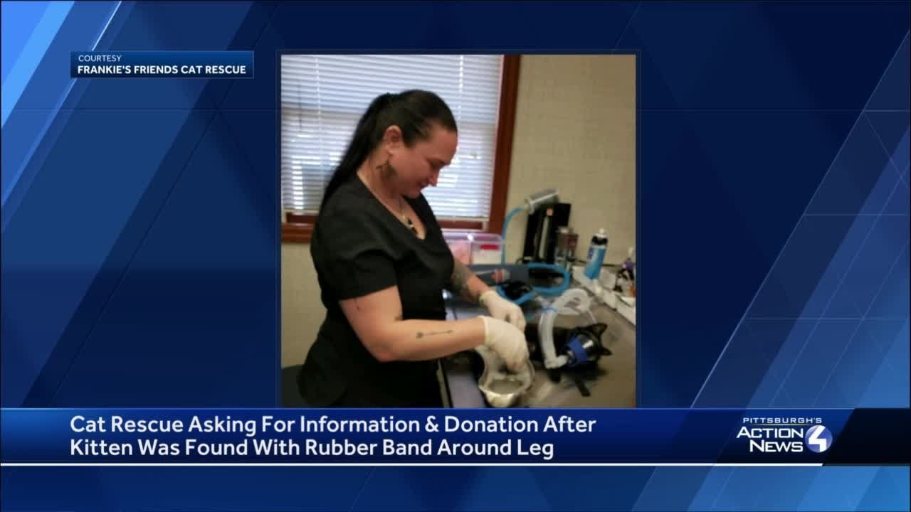 Cat rescue asking for information after kitten was found with rubber ...