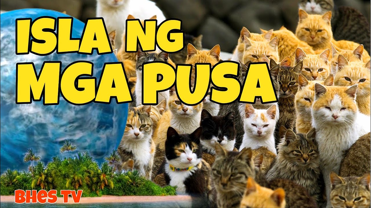 ISLA NA PUNO NG PUSA | ISLA NA MARAMING PUSA | BHES TV - YouTube