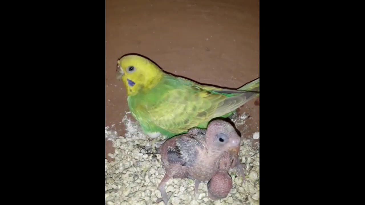Budgerigar baby feeding - YouTube