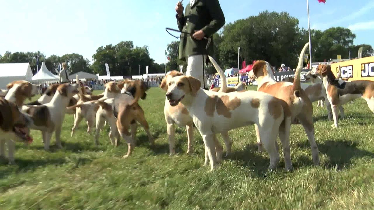 The Royal Agricultural University Beagles and Leadon Vale Basset Hounds ...
