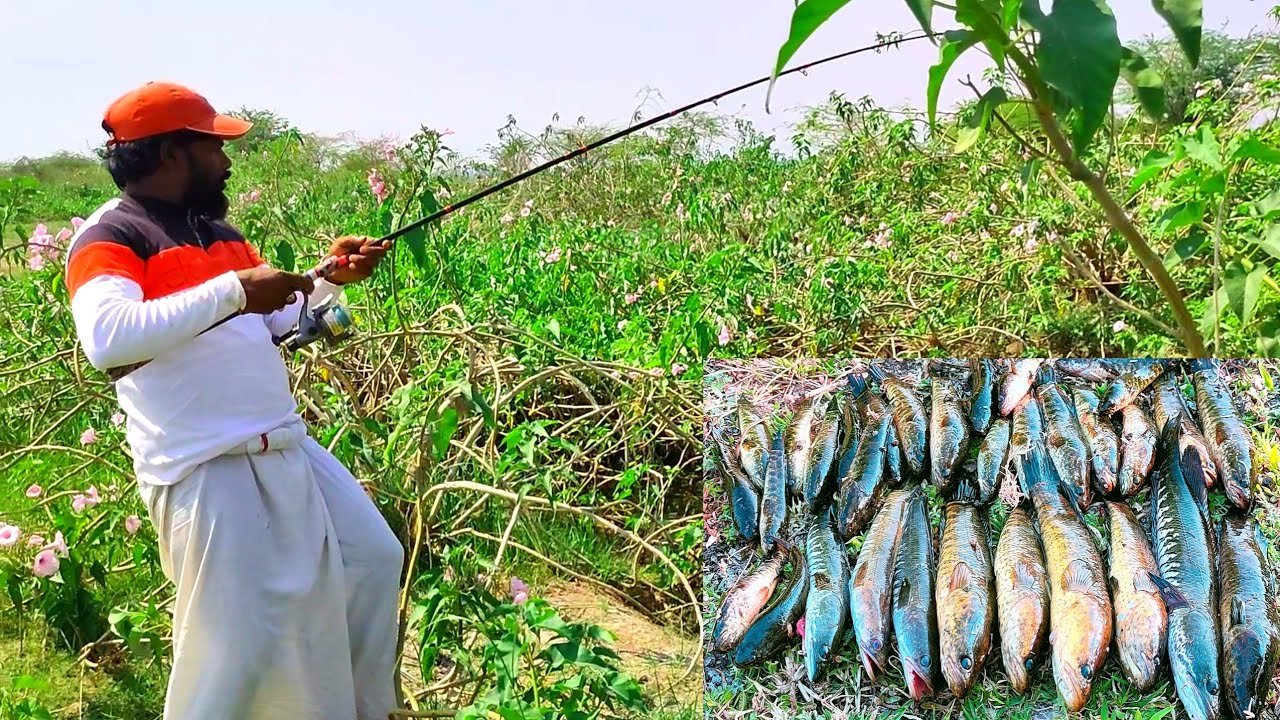 Amazing small snakehead fish catching | best fishing | catching fish ...