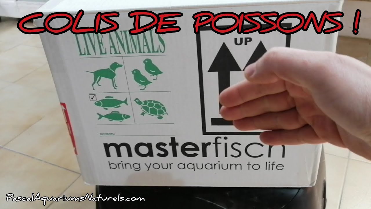 Comment fonctionne une commande de poissons internet ??? MasterFisch- Pascal Aquariums Naturels ...