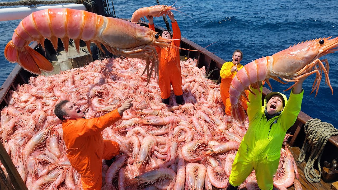 INSANE Shrimp Haul 23 Totes Filled in One Day! Commercial Fishing ...
