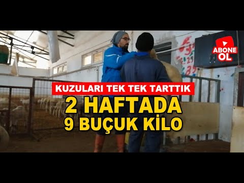 KUZULARIMIZI TARTTIK; 2 HAFTADA 9 BUÇUK KİLO!