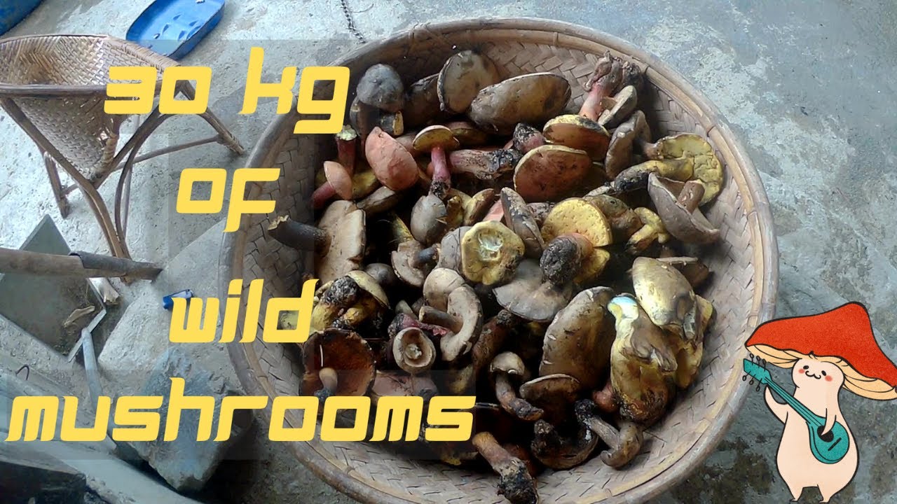 Wild Mushroom hunting, SOLO Camping ,Survival Camping ,BUSHCRAFT ...