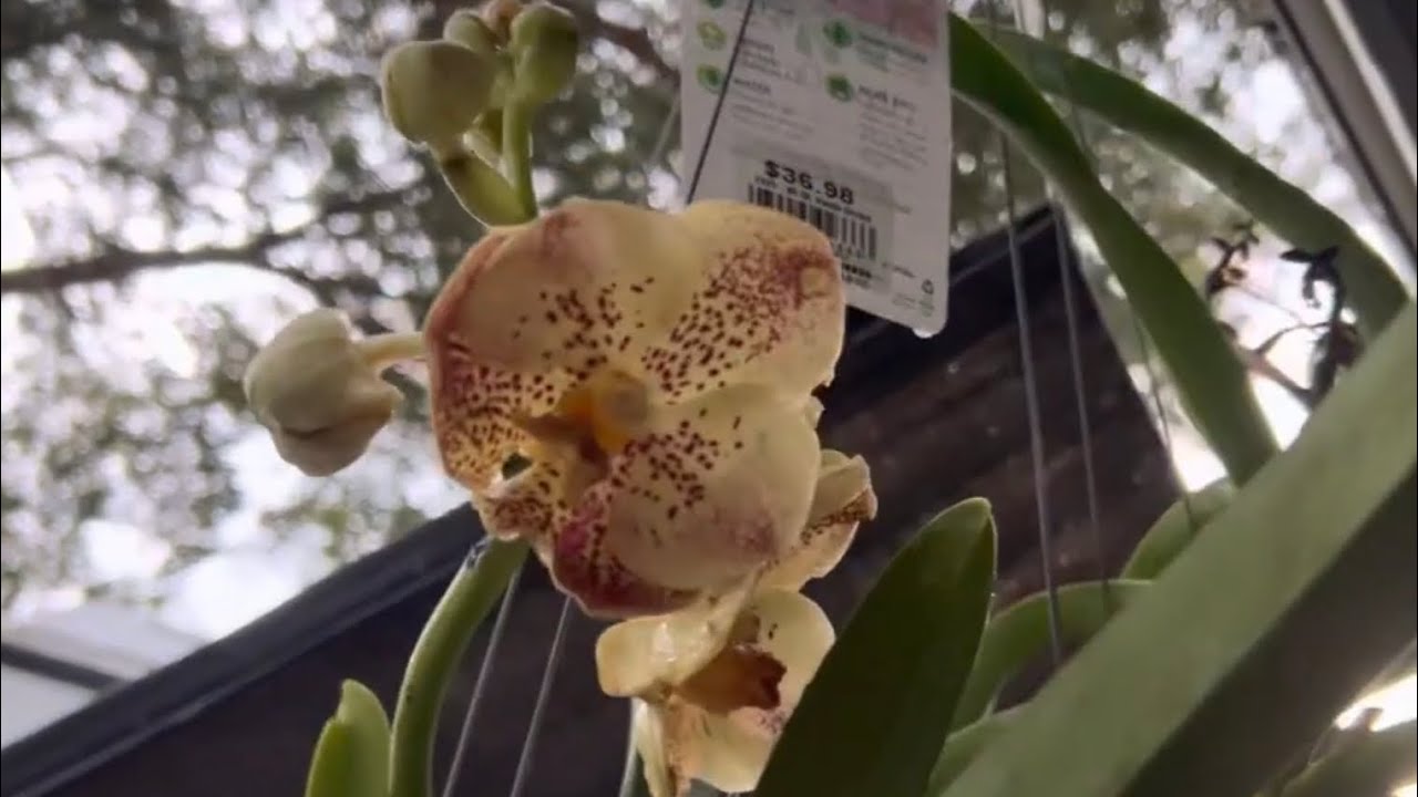 Vanda Sanchai Gold Spot No 9 orchid blooms - YouTube