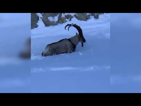 YABAN KEÇİSİNİN KAR İLE  MÜCADELESİ / HAKKARİ - 2020