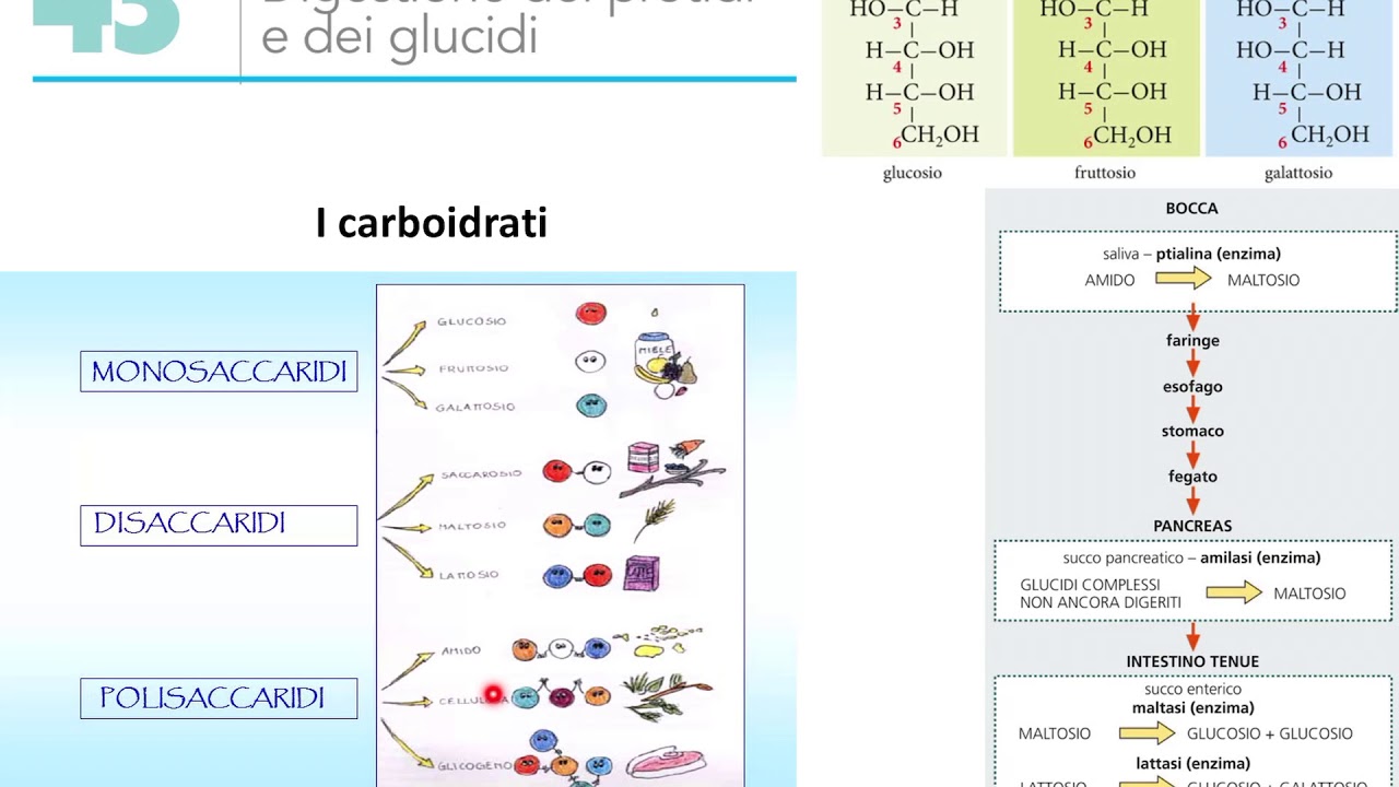 La digestione dei glucidi - YouTube