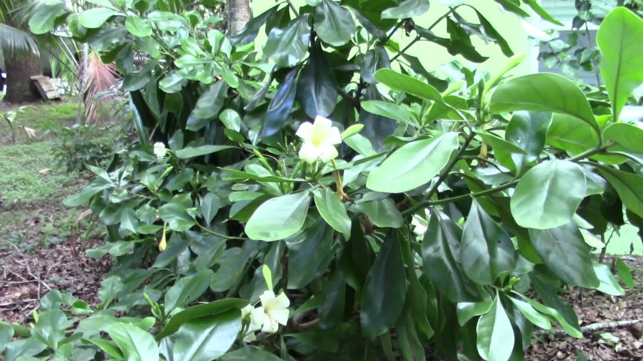 Fagraea sp. Either berteroana or ceilanica in Flower - YouTube