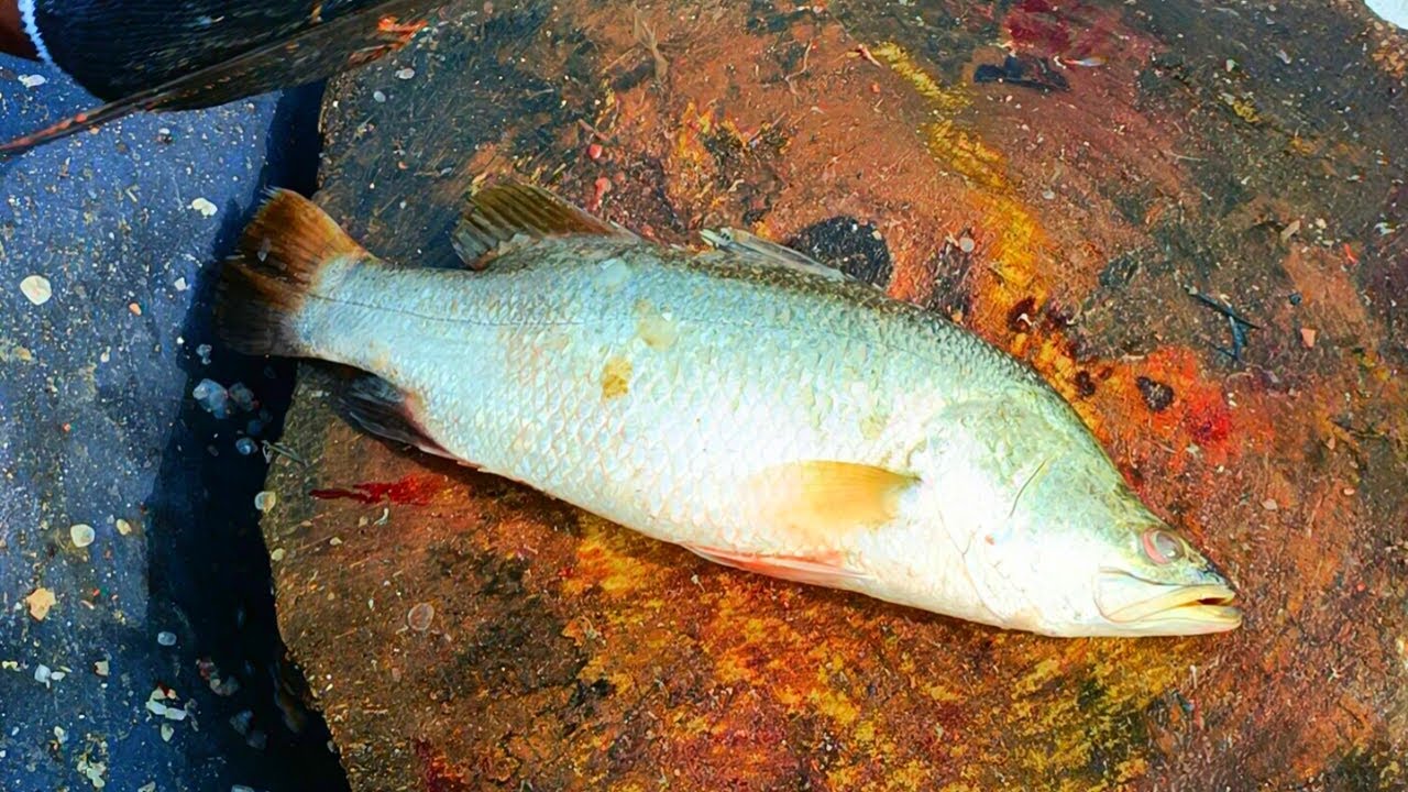 Original Koduva Fish Cutting / Live Fish Cutting / CT 360*🔪 - YouTube