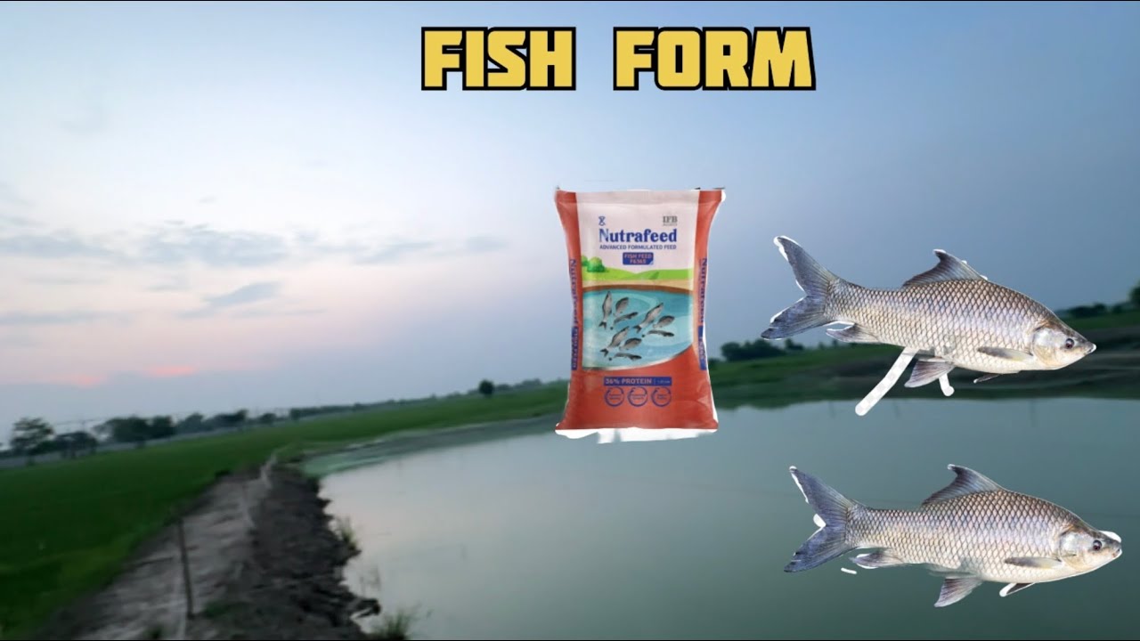 Fish form full detail #fishforming#firstexperience#NAYE FISH FORM KA ...
