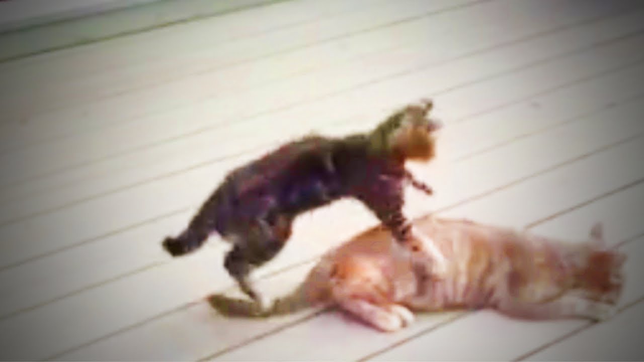 Funny Cats 😹 Funny Cats Playing (Full) [Funny Pets] - YouTube