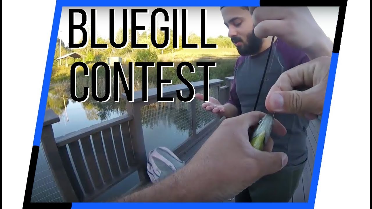 Three Rod/Reel combos & Bluegill - YouTube