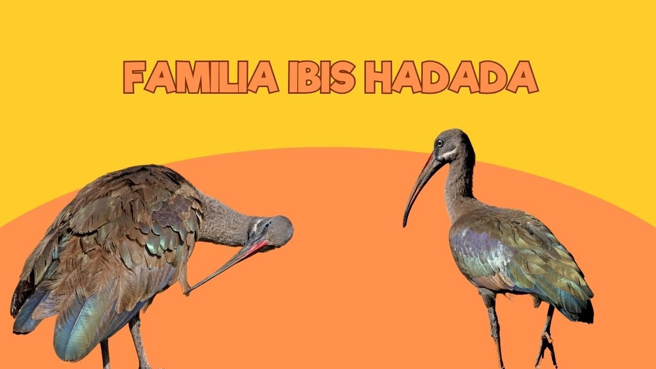 Viviendo en un Zoo: Familia Ibis Hadada | Santillana del Mar - YouTube