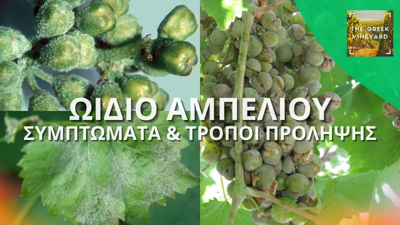 #Ωίδιο_Αμπέλου | Δώσε Ένα ΤΕΛΟΣ Στην "Χολέρα" Του #Αμπελιού! (# ...