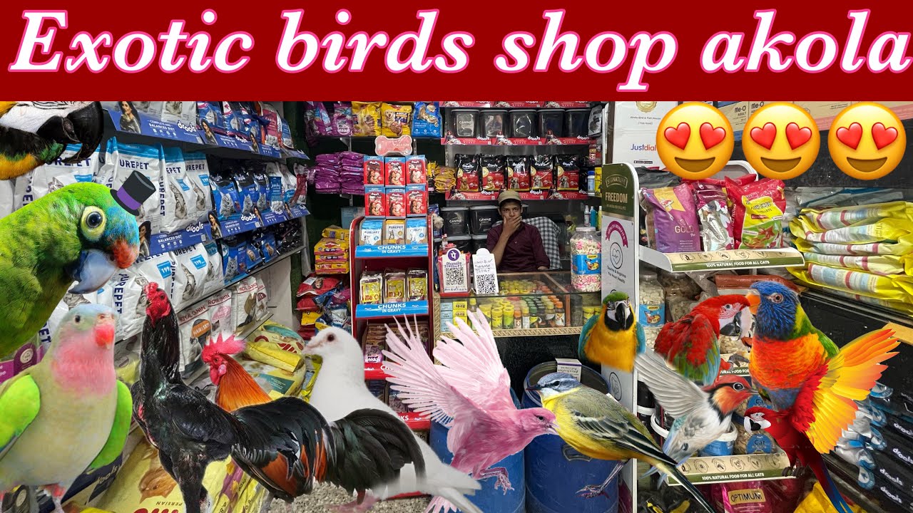 Exotic birds shop akola | ALL BIRDS AND ANIMALS AVAILABLE | AKOLA BIRDS ...
