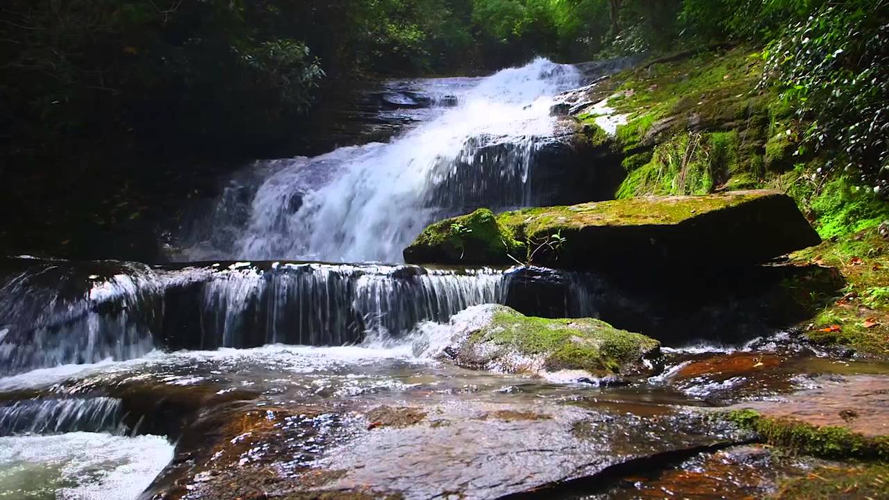 Welcome to Chinquapin NC - a Natural Community - YouTube