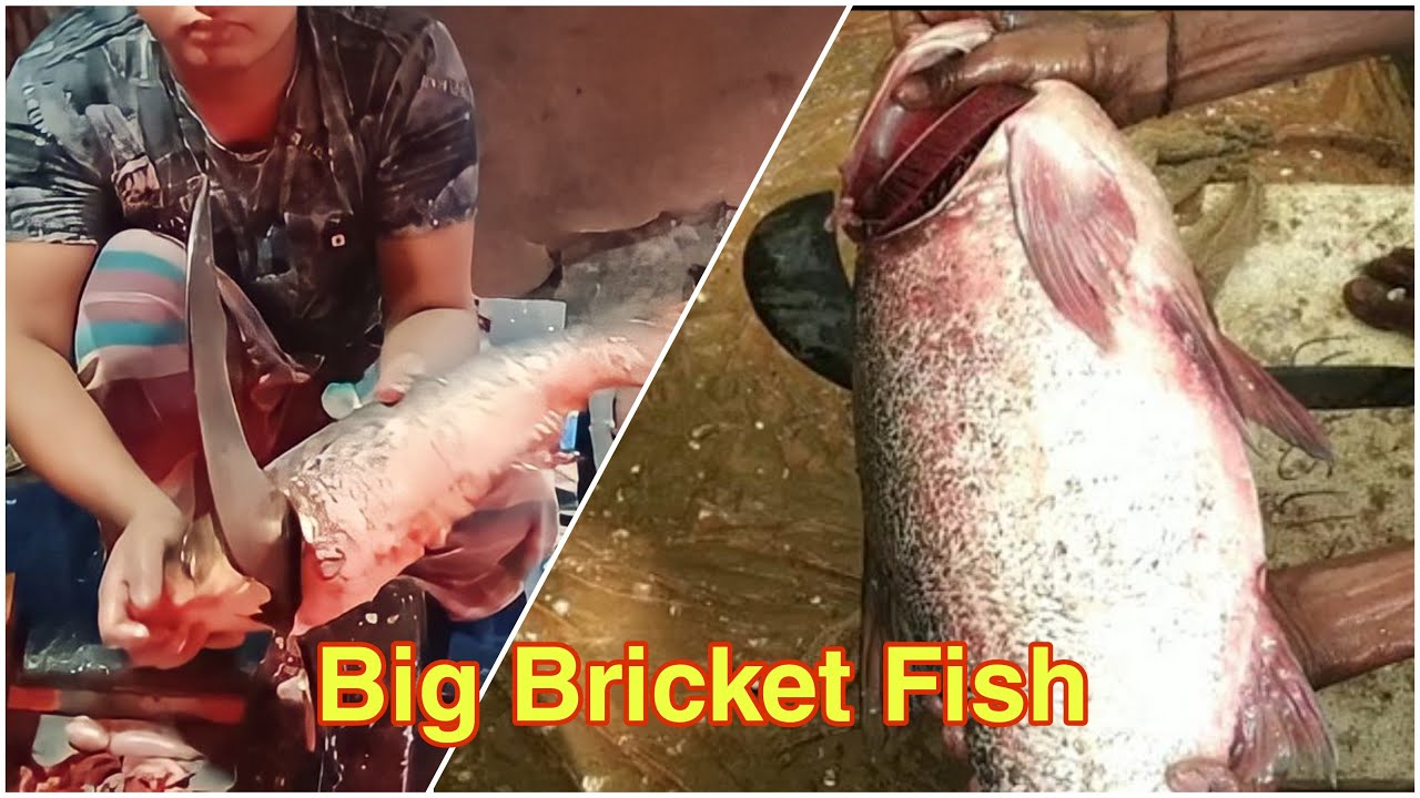 Big Bricket Fish Cutting by expert fish cutter 2023 | Big Fish Cutting ...