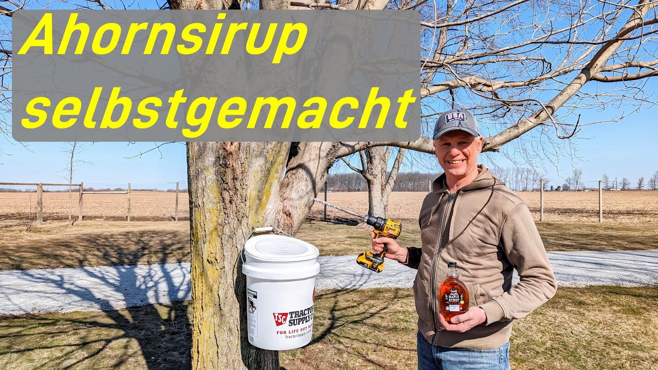 Ahornsirup selber herstellen - einfacher als man denkt - YouTube