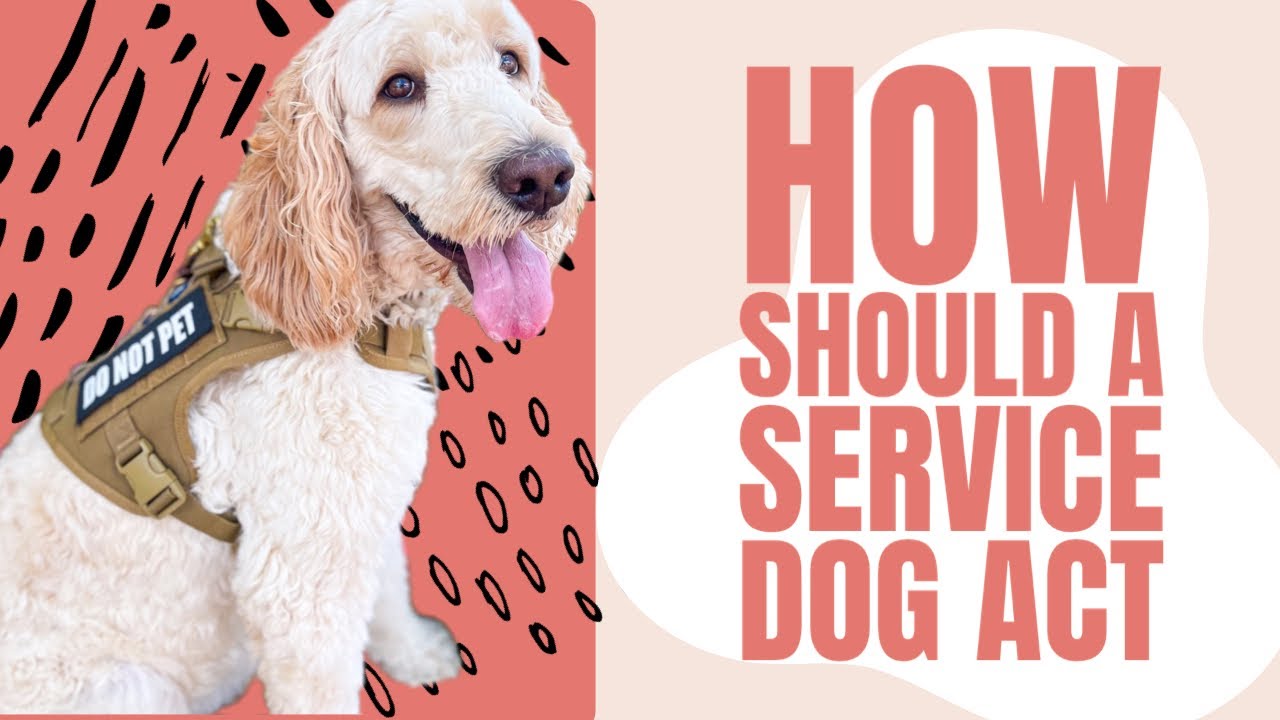 Service Dog Public Access Expectations - YouTube