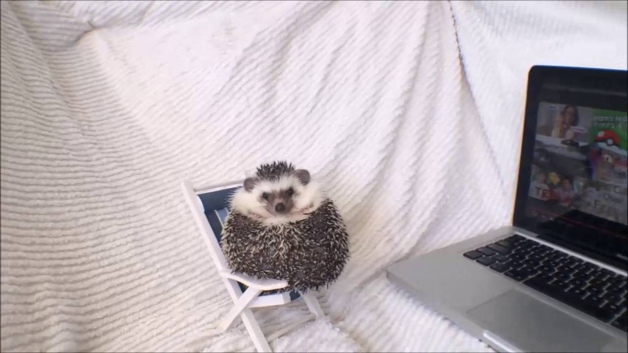 Mr.Pokee the Hedgehog meets Macgyver the Lizard (Talking Animals) - YouTube