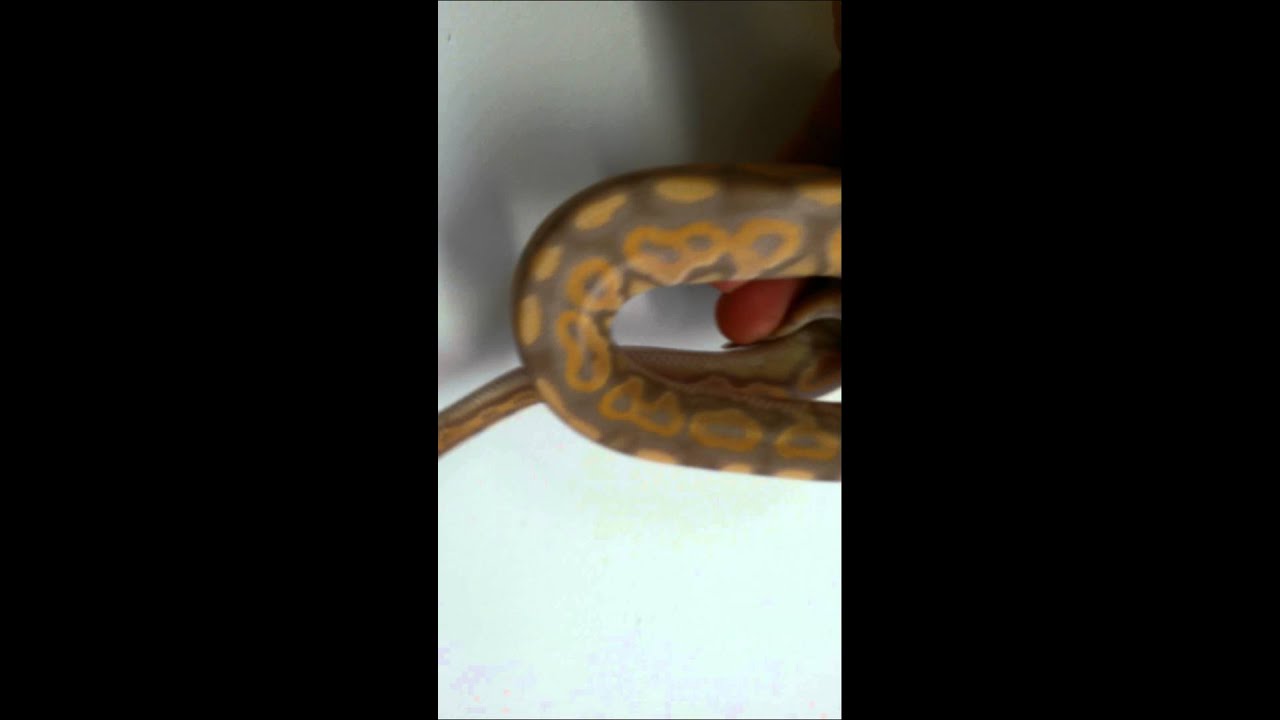 Cinnamon Banana Ball Python Youtube