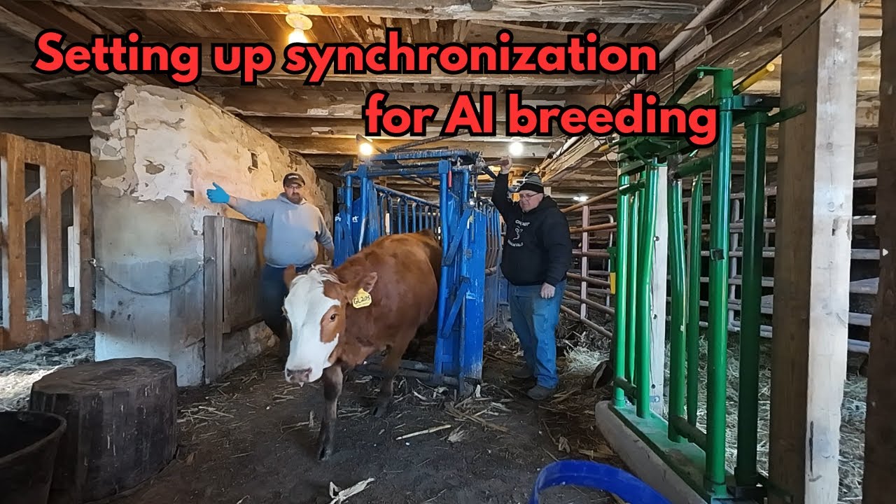 Putting in CIDRs and getting ready for AI breeding! - YouTube