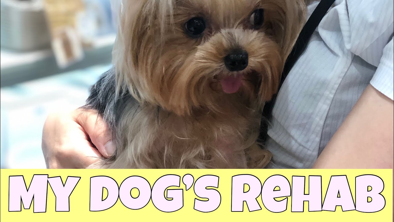 My Dog's Leg Rehab Exercises (Post Hip Surgery)!! - YouTube
