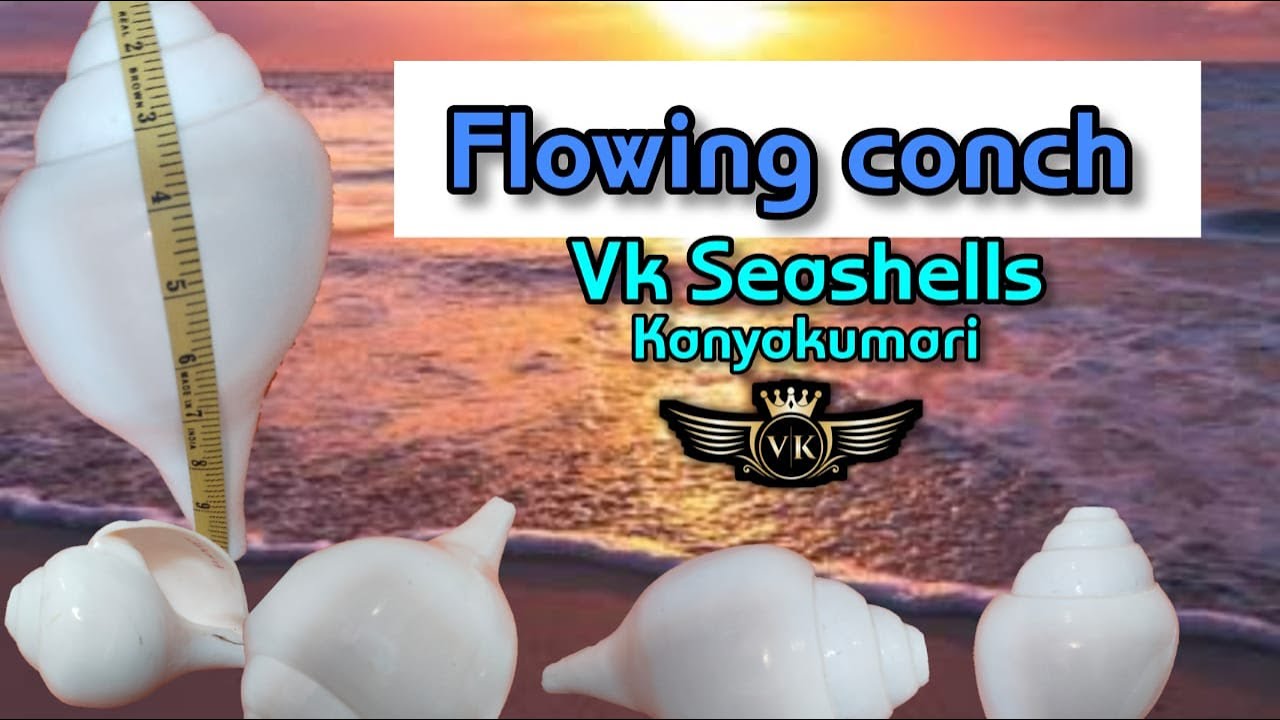 Flowing Conch, VK SEASHELL KANYAKUMARI 9677425287 - YouTube