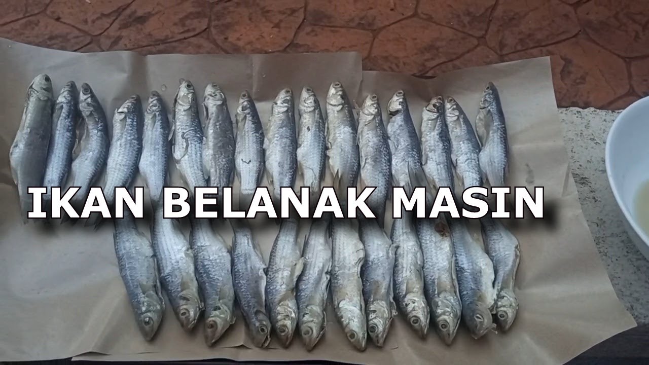 IKAN BELANAK MASIN | Cara Buat Ikan Masin kurang masin - YouTube
