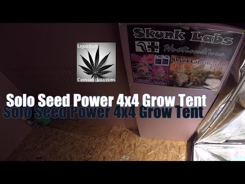 Solo Seed Power 4x4 Grow Tent... KILLER SEEDLING