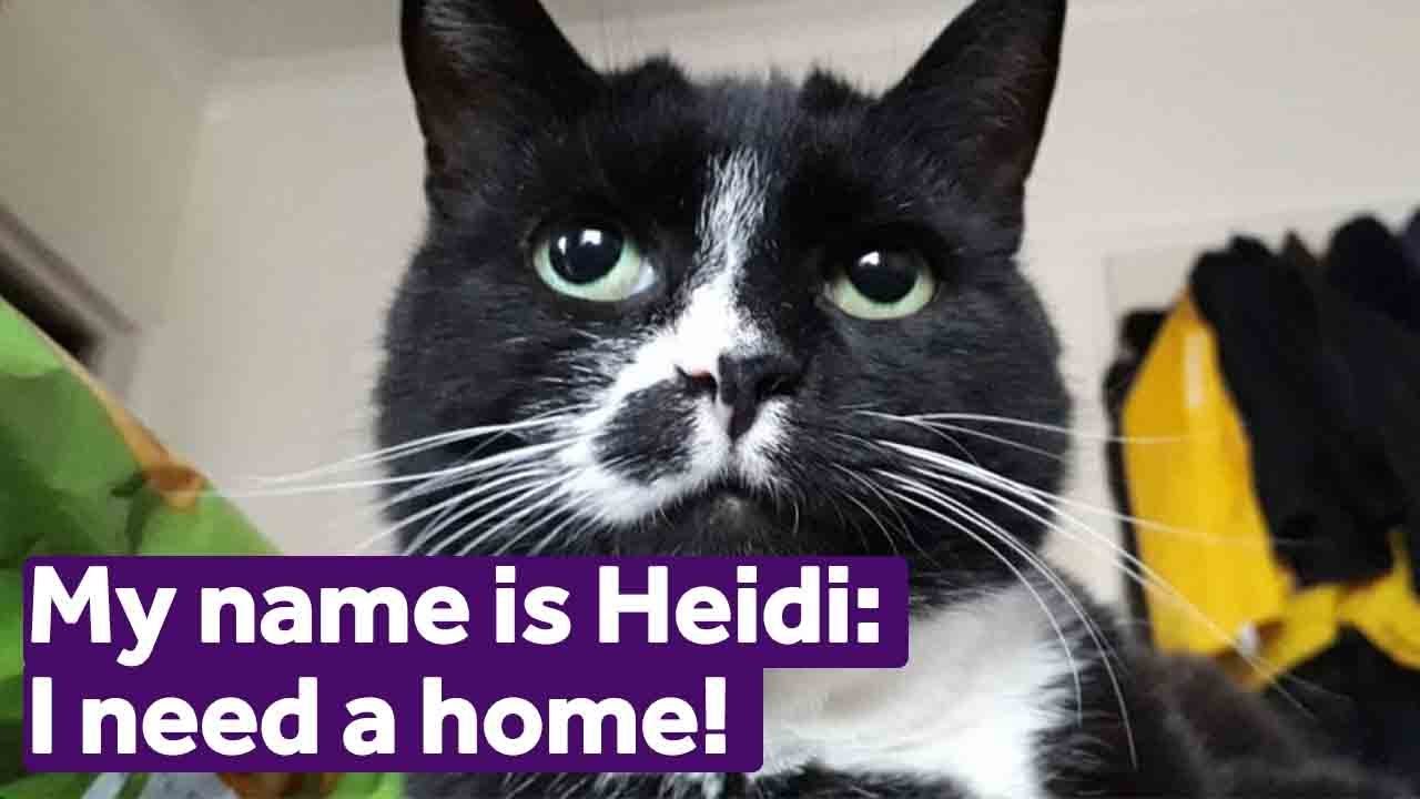 Adopt Heidi | Cats | Mayhew - YouTube
