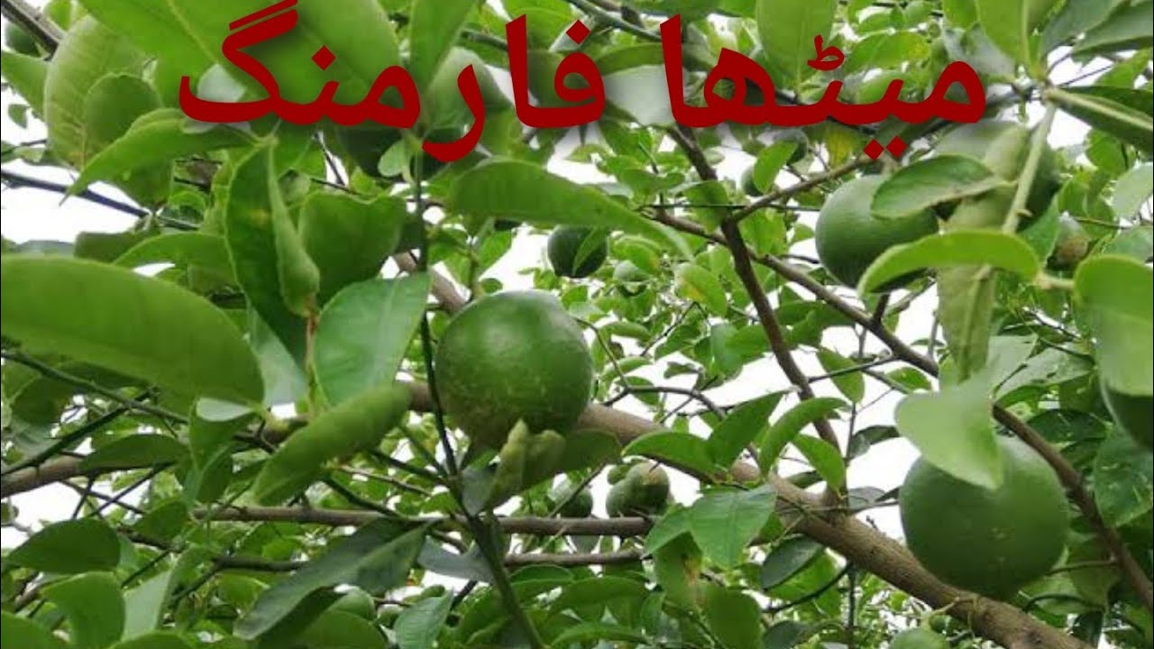 Mitha Farming in Pakistan ||Mitha Nursry || Citrus Plants - YouTube