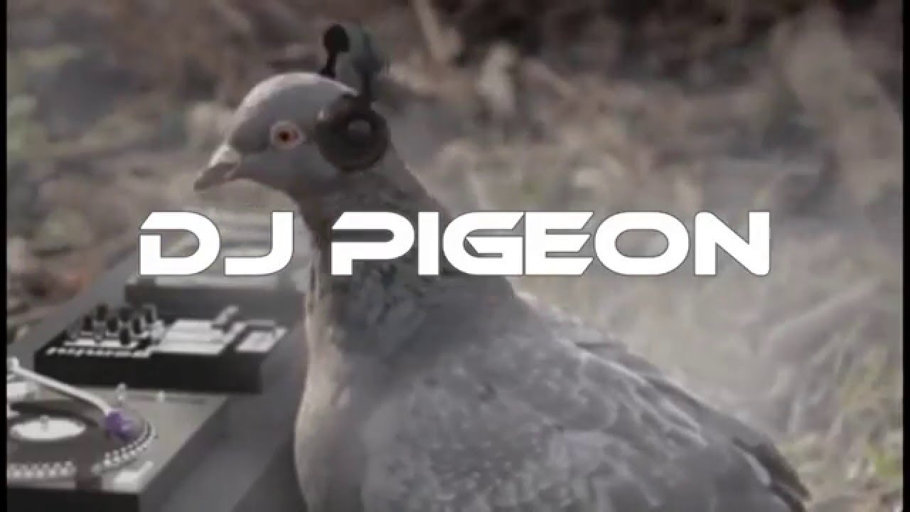 DJ PIGEON - YouTube
