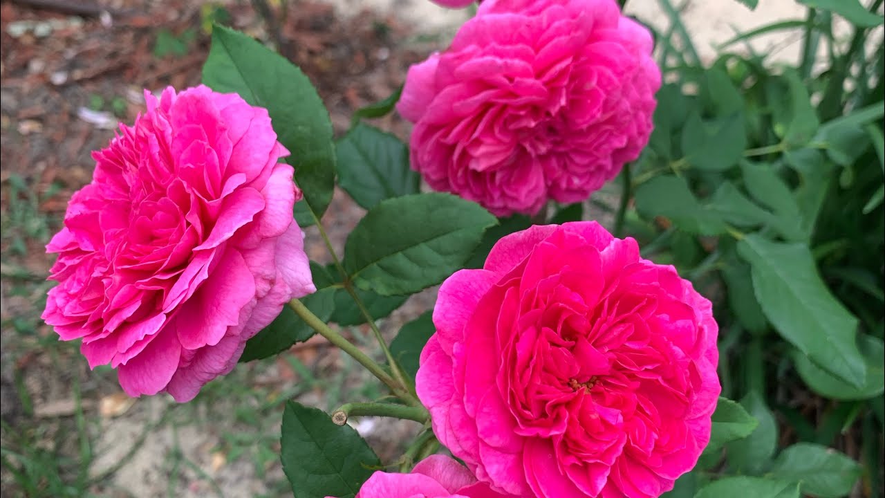 GABRIEL OAK rose - David Austin roses #smallgarden #nature #pinkrose ...