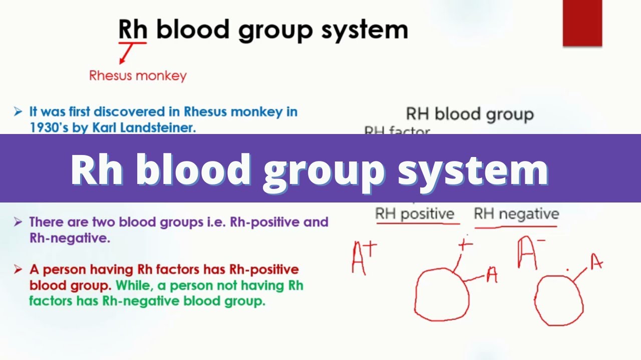 Rh blood group system | class 9 - YouTube
